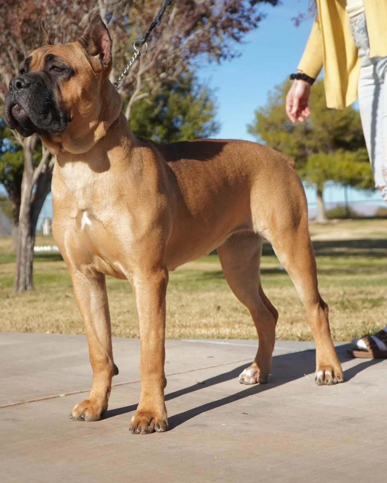 Cane Corso Dogs for Sale in Las Vegas | Dogs Breeding Facility