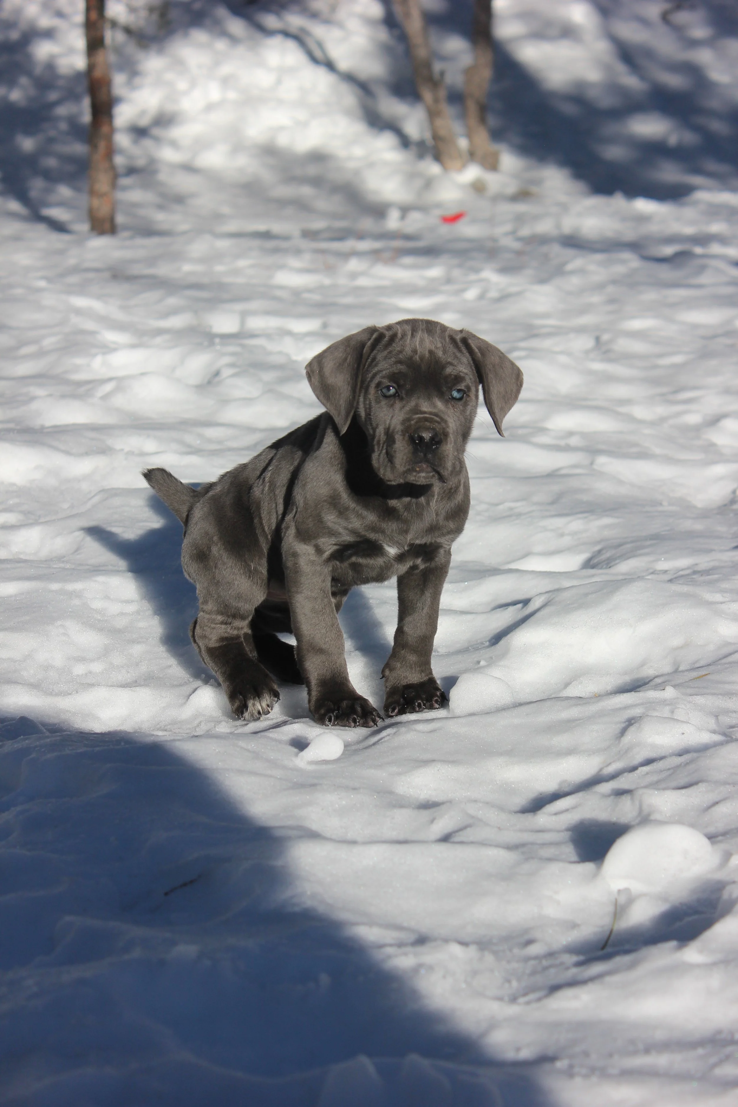 Cane Corso Dogs for Sale in Las Vegas | Dogs Breeding Facility