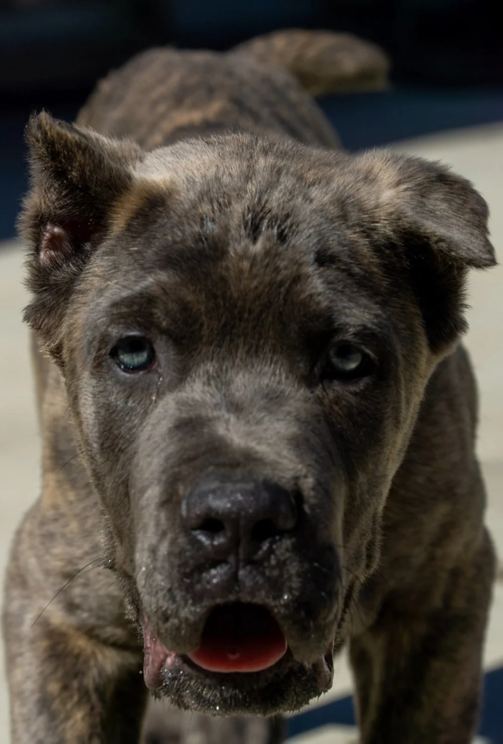 💚🐾 Teztope Cane Corsos. #1 RANKED Cane Corso Breeder in Las Vegas. They ...