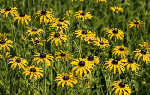 Beaumont Botanical Gardens