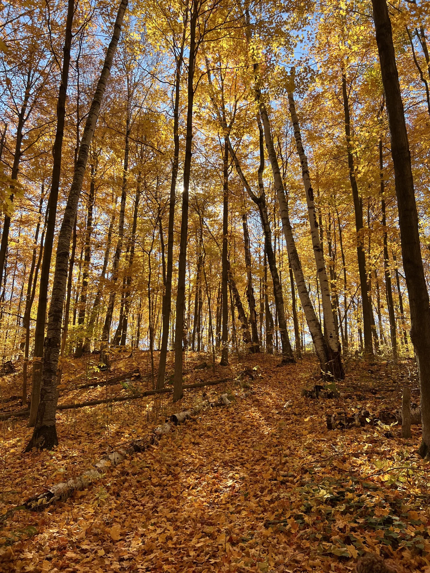 Services — Dogwood Forest
