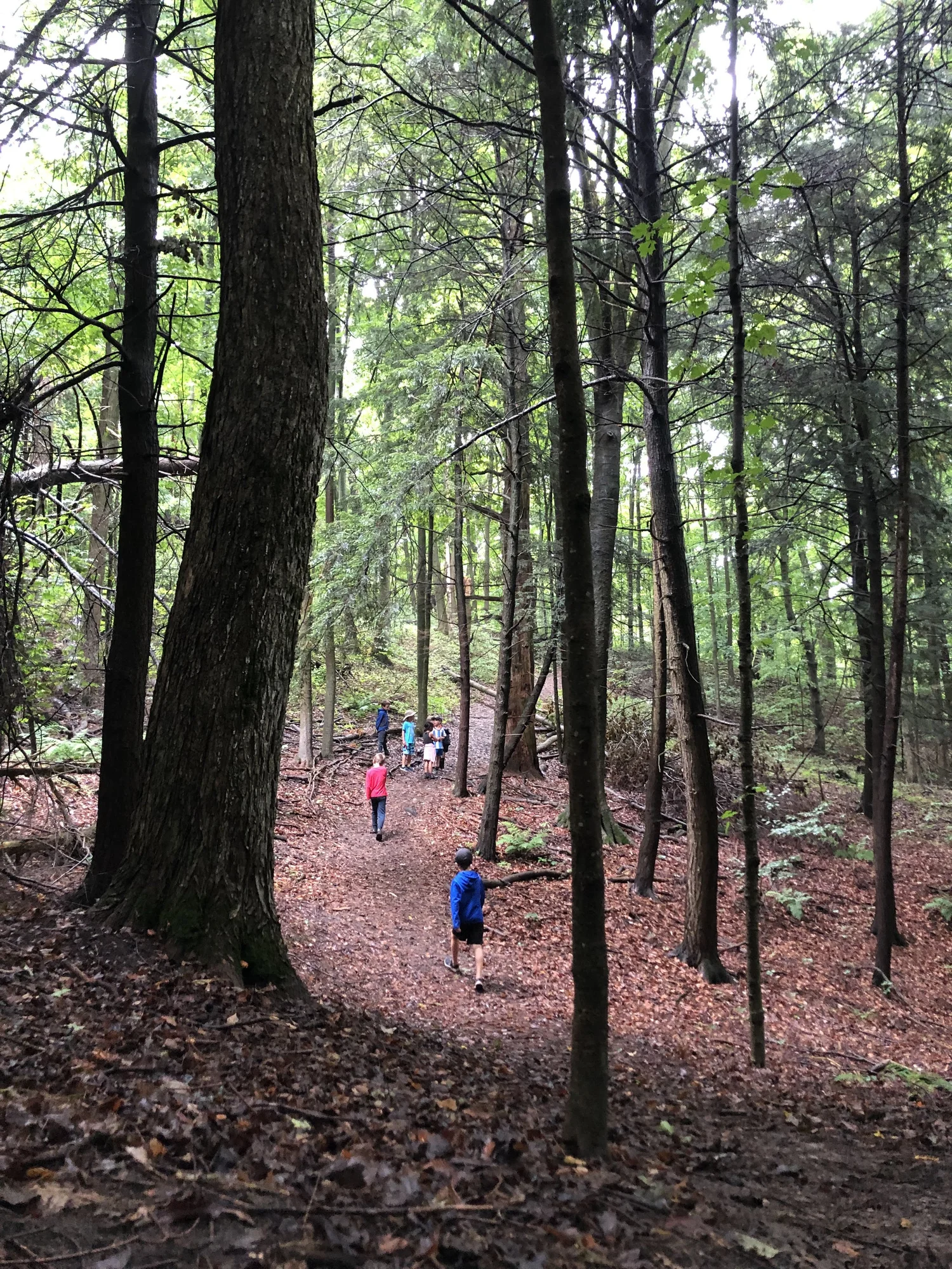 Dogwood Forest Of Dunwoody