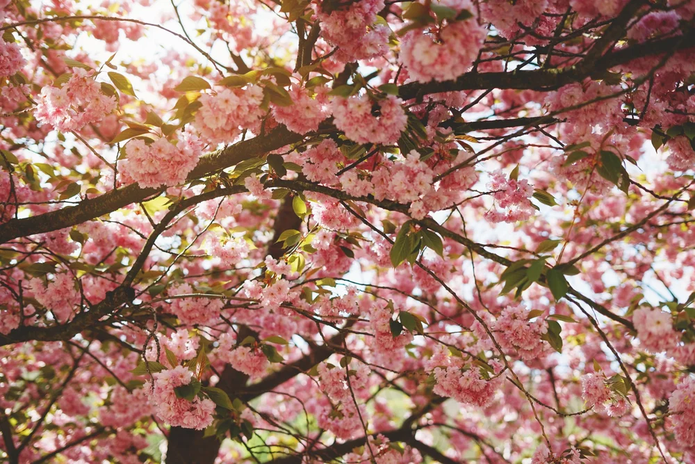Chicago Celebrates Cherry Blossom Season at the Japanese Arts ...