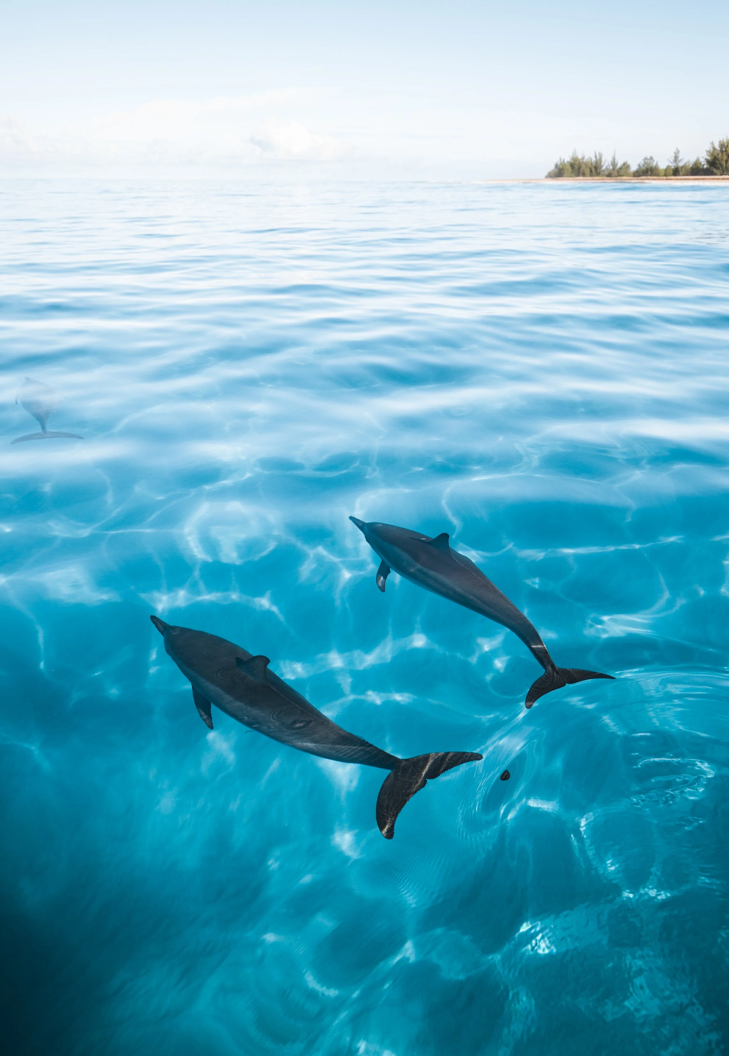 Blue Ocean Adventure Tours