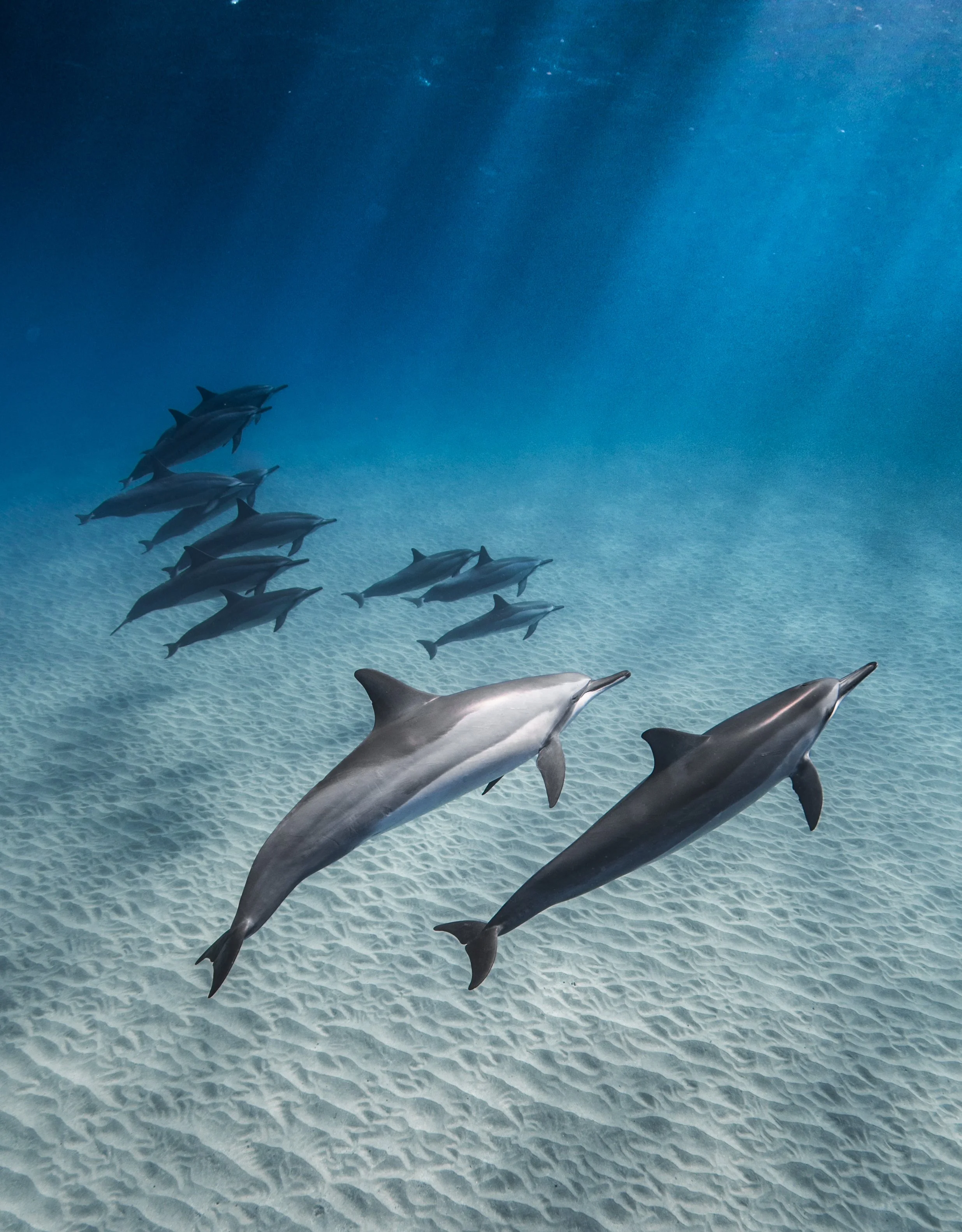 Contact — Blue Ocean Adventure Tours