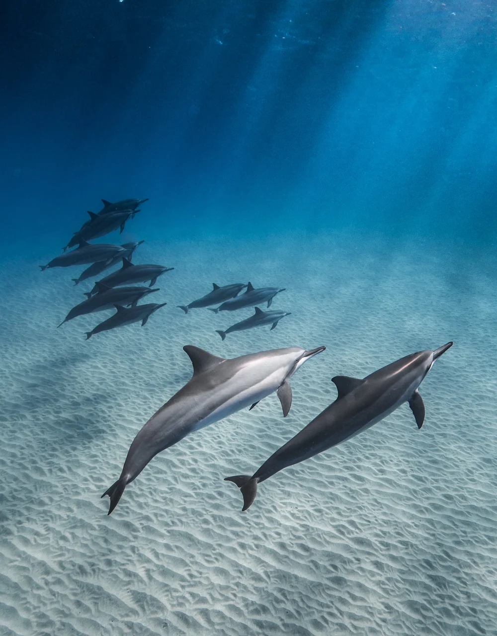 Contact — Blue Ocean Adventure Tours