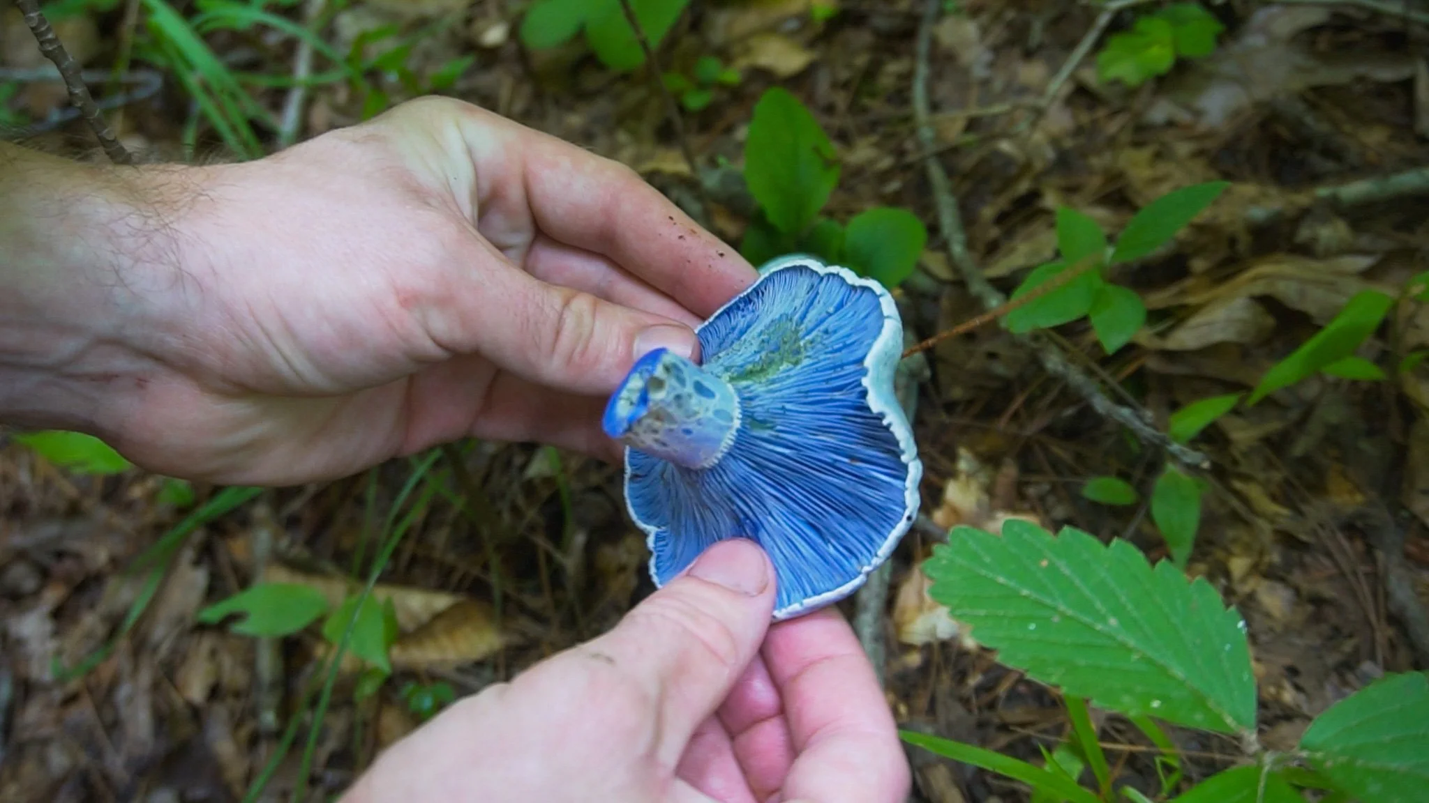 Foraging Indigo Milk Cap Mushrooms — Sonofabear