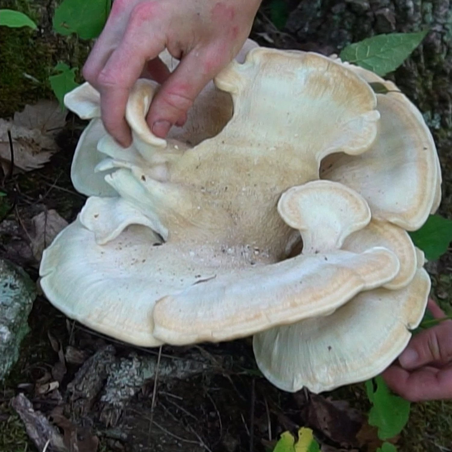 Black Staining Polypore and Berkeley’s Polypore — Sonofabear