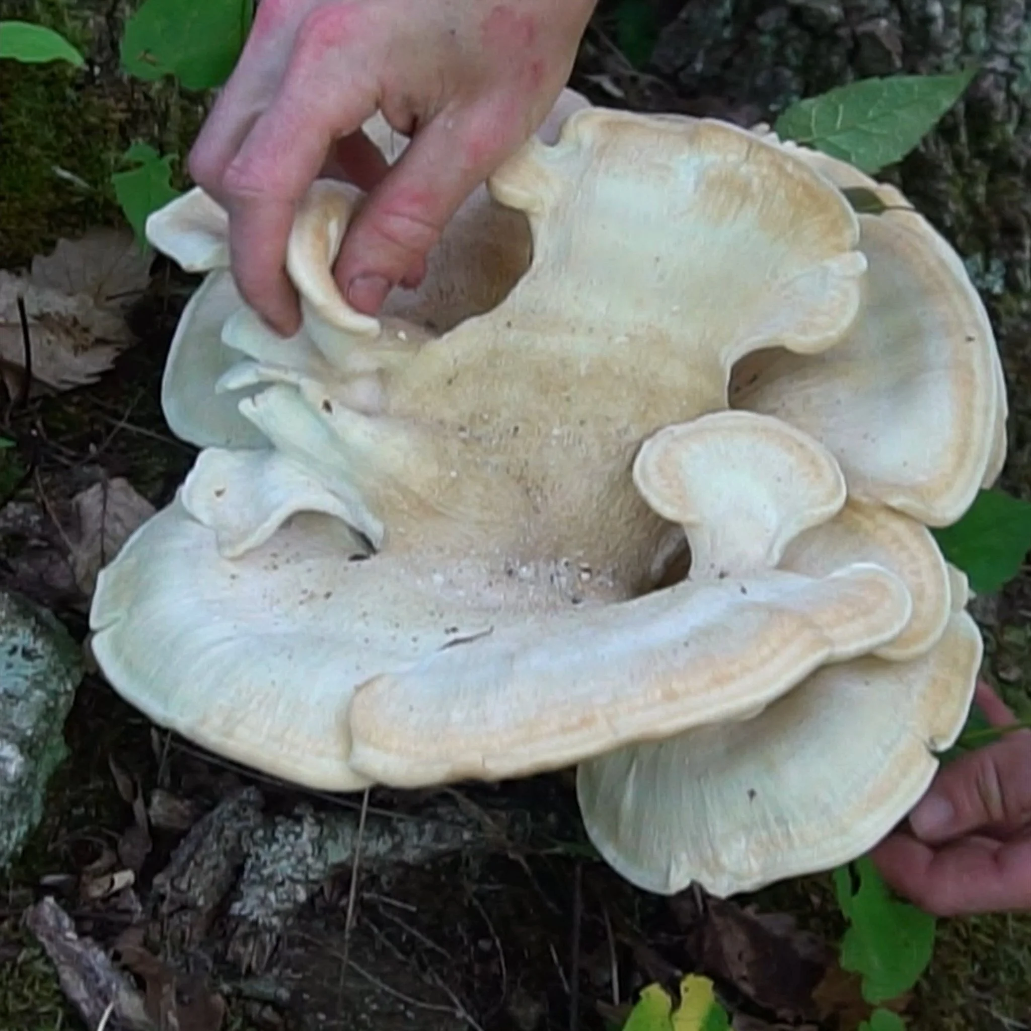 Black Staining Polypore and Berkeley’s Polypore — Sonofabear