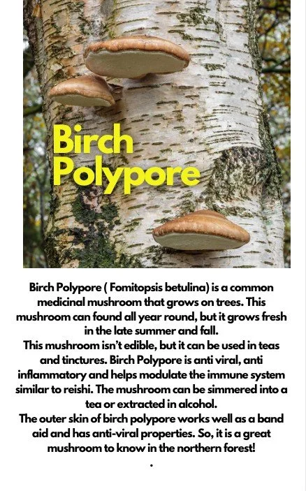 Winter Foraging Guide — Sonofabear