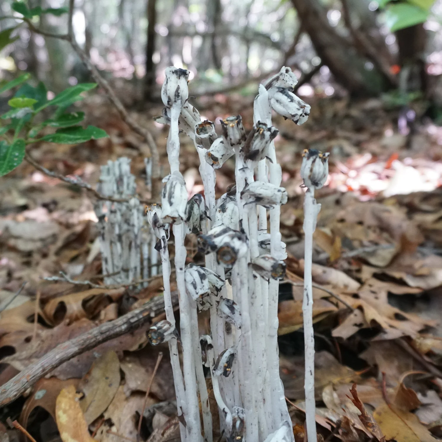 Ghost Pipe Flowers and Pine Sap — Sonofabear