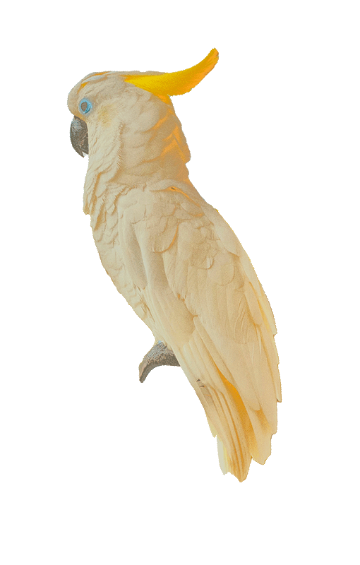 Podcast Coaching - Chelsea Riffe | Launch Your Podcast — Chelsea Riffe