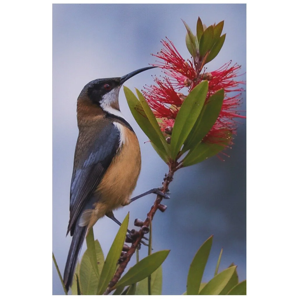 #5 In Grandma's Garden | Ethan Bryan — Stanthorpe Regional Art Gallery