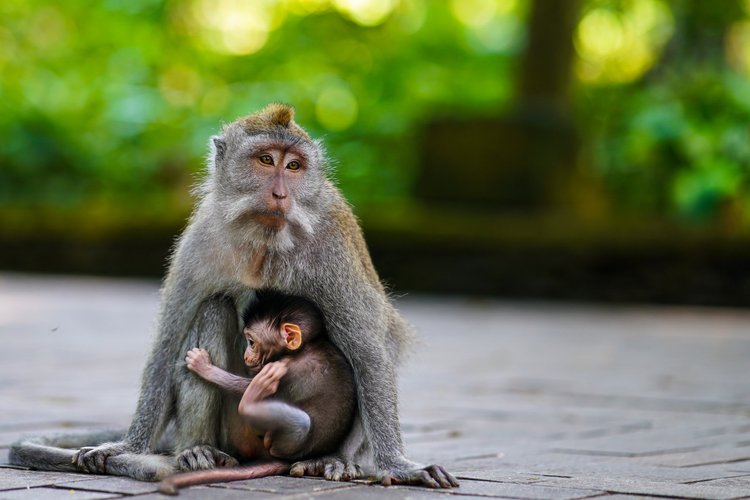 Get Covered: Finding The Best Bali Travel Insurance Plan