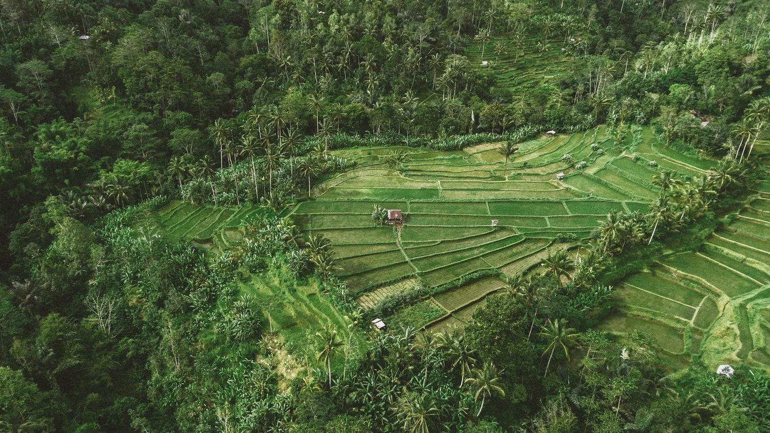 The Best Bali Rice Fields To Visit: Secret, Iconic & New Picks | Bali's ...