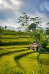 The Best Bali Rice Fields To Visit: Secret, Iconic & New Picks | Bali's ...