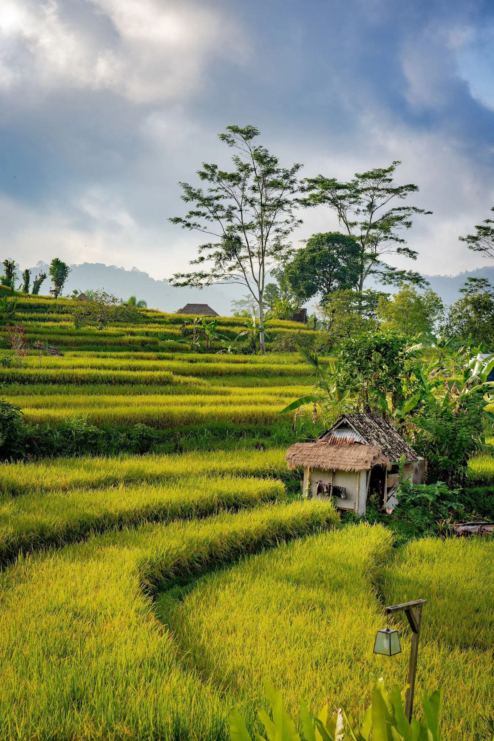 The Best Bali Rice Fields To Visit: Secret, Iconic & New Picks | Bali's ...