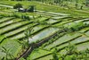 The Subak System: Bali's Ingenious Rice Irrigation Network