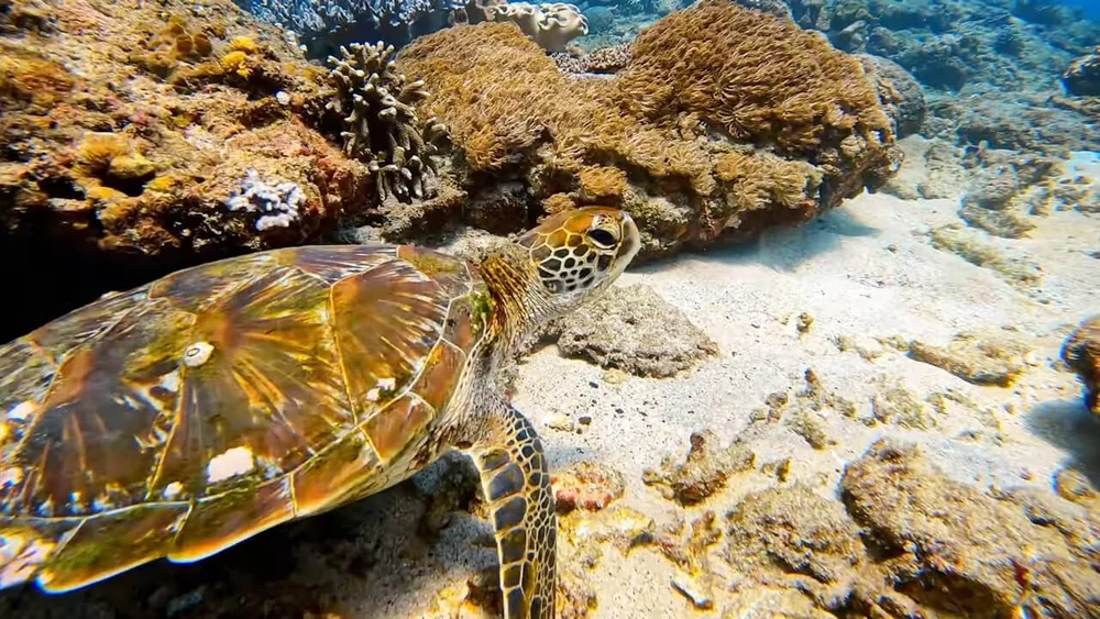 12 BEST Bali Beaches for Swimming