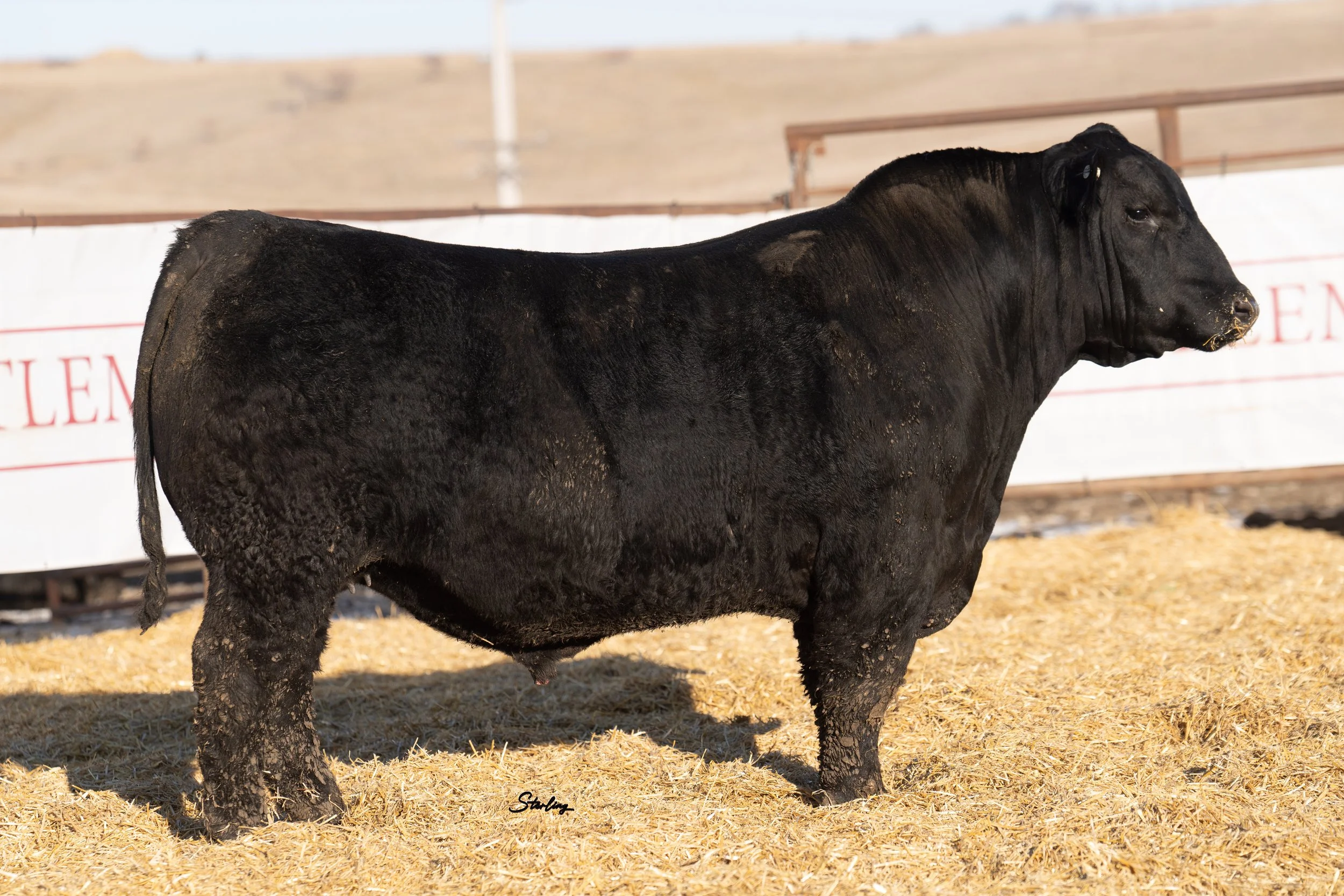 Steele Land & Livestock