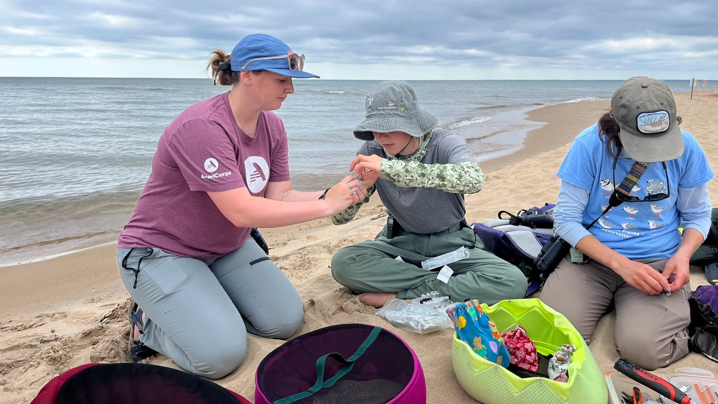 Piping Plovers Rebound on the Lake Huron Coast — Huron Pines