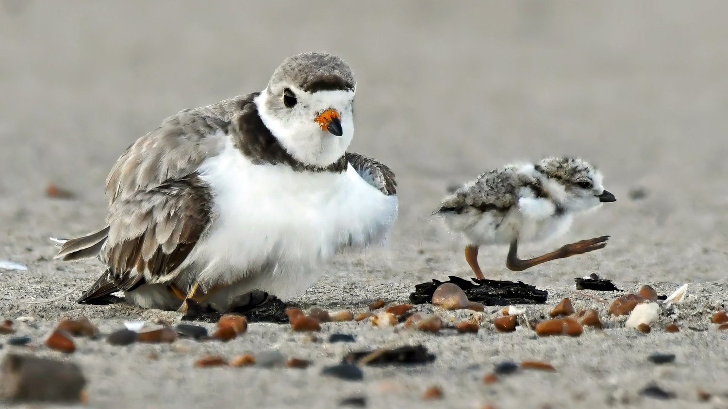 Celebrating Piping Plover Success in Tawas — Huron Pines