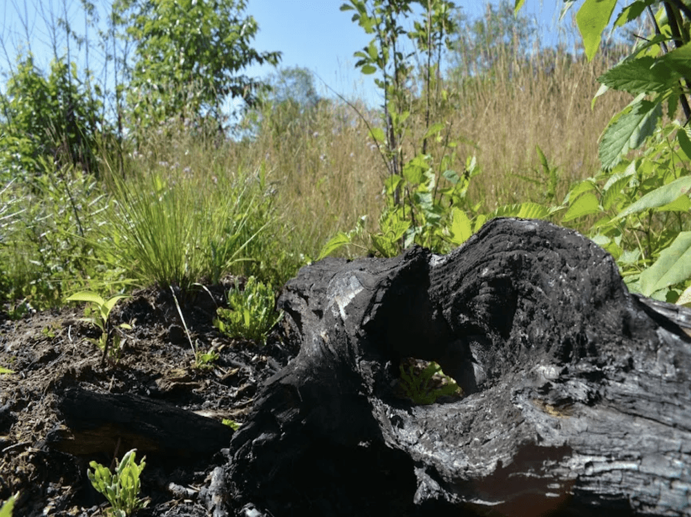 Conserving Rare Species in Michigan’s Frost Pocket — Huron Pines
