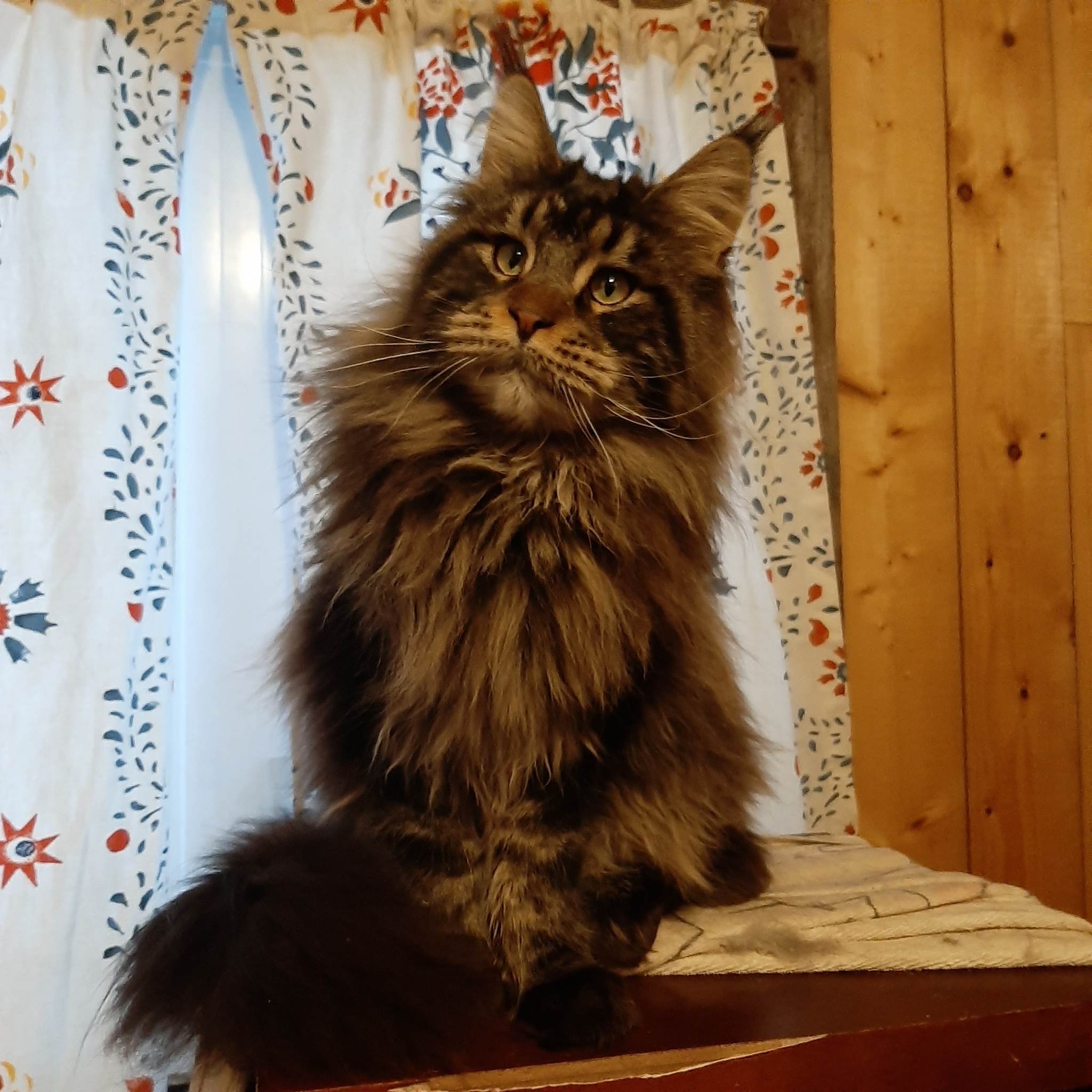 The Cats — Rarefield Maine Coon Cattery