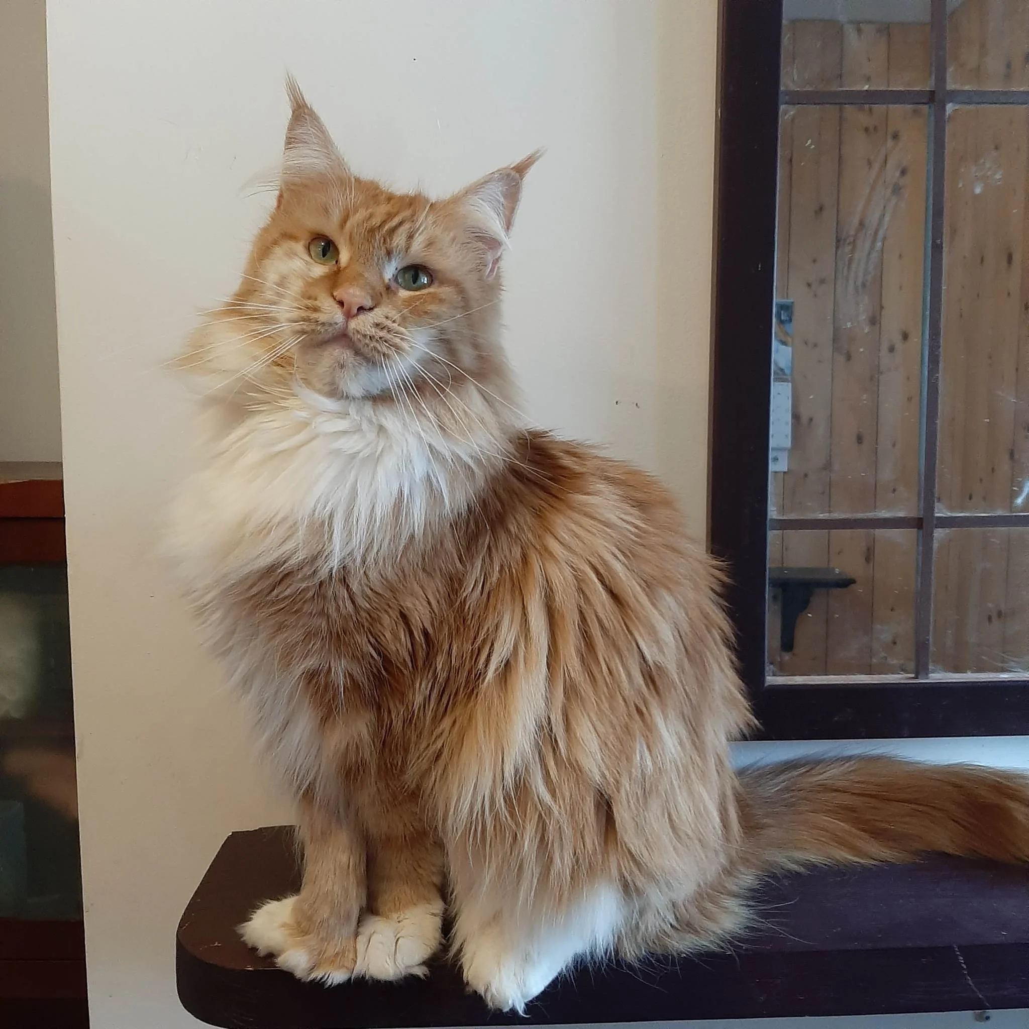 The Cats — Rarefield Maine Coon Cattery