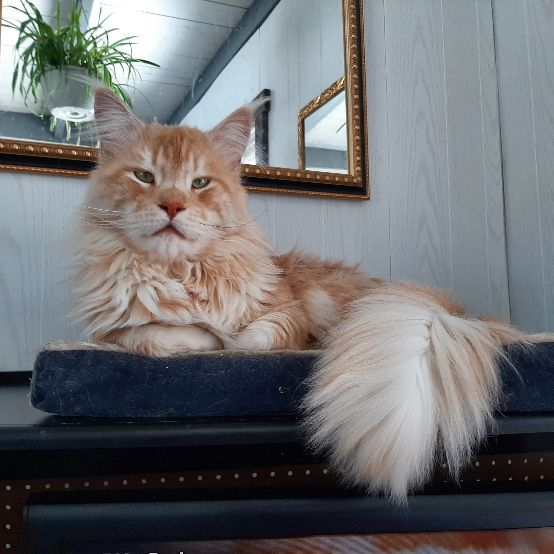 The Cats — Rarefield Maine Coon Cattery