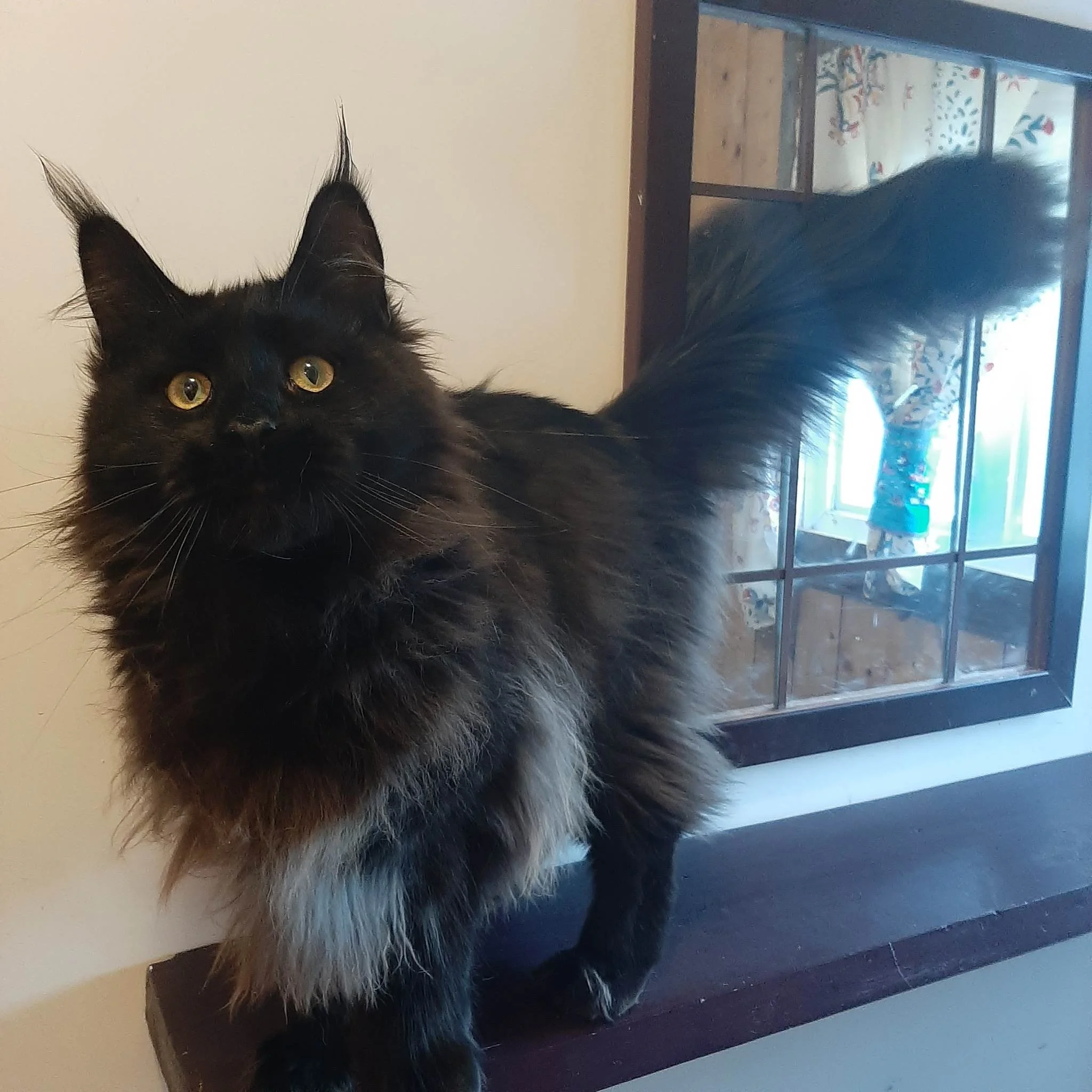 The Cats — Rarefield Maine Coon Cattery