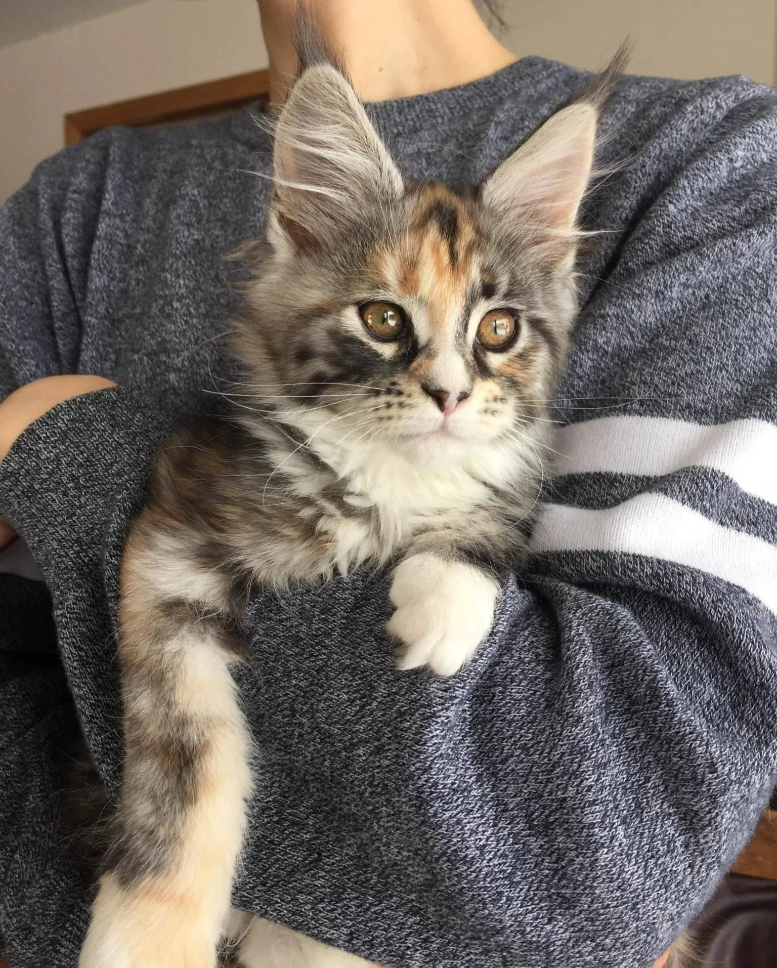 The Cattery — Rarefield Maine Coon Cattery
