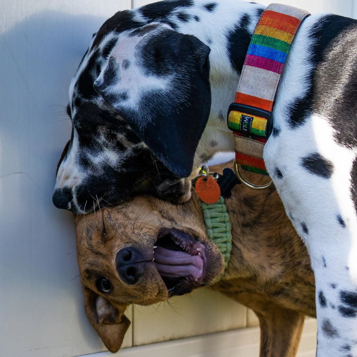 Club Pet Resorts | Your Pet's Adventure Awaits