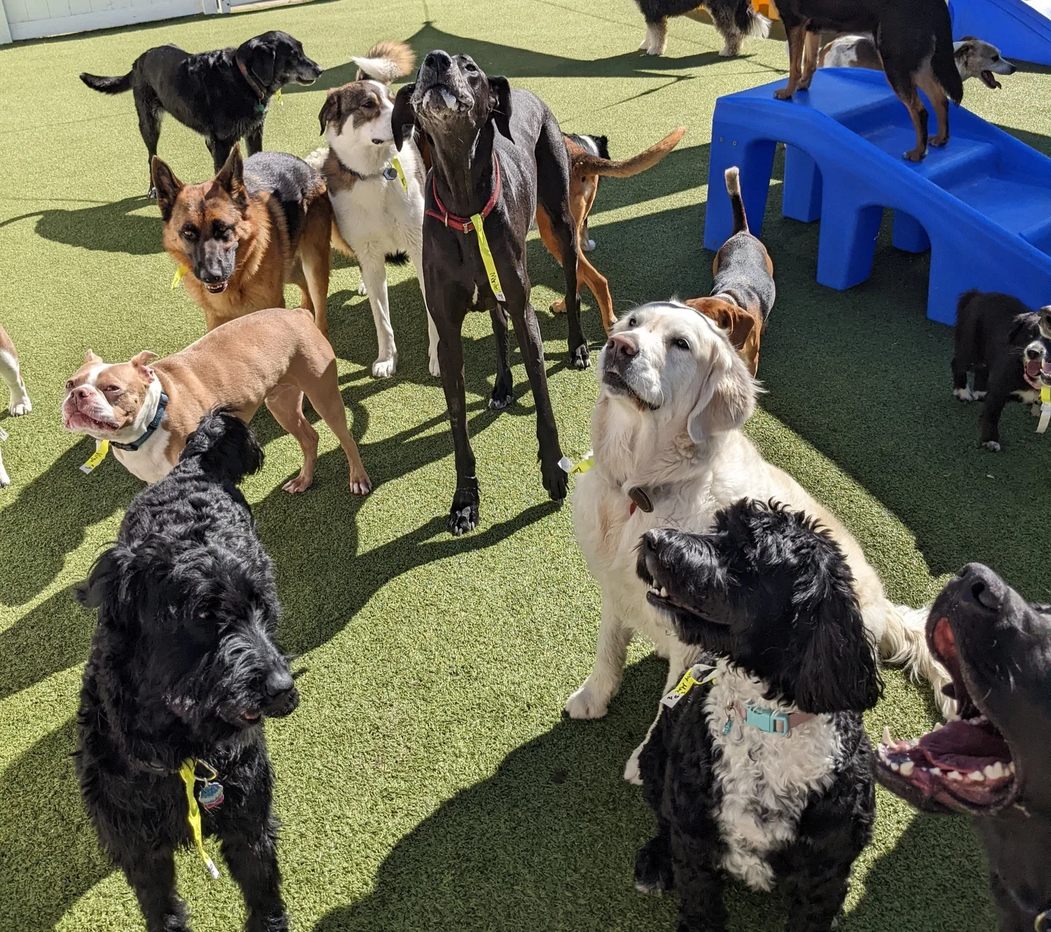 Club Pet Resorts | Your Pet's Adventure Awaits