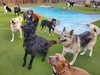 Club Pet Resorts | Your Pet's Adventure Awaits