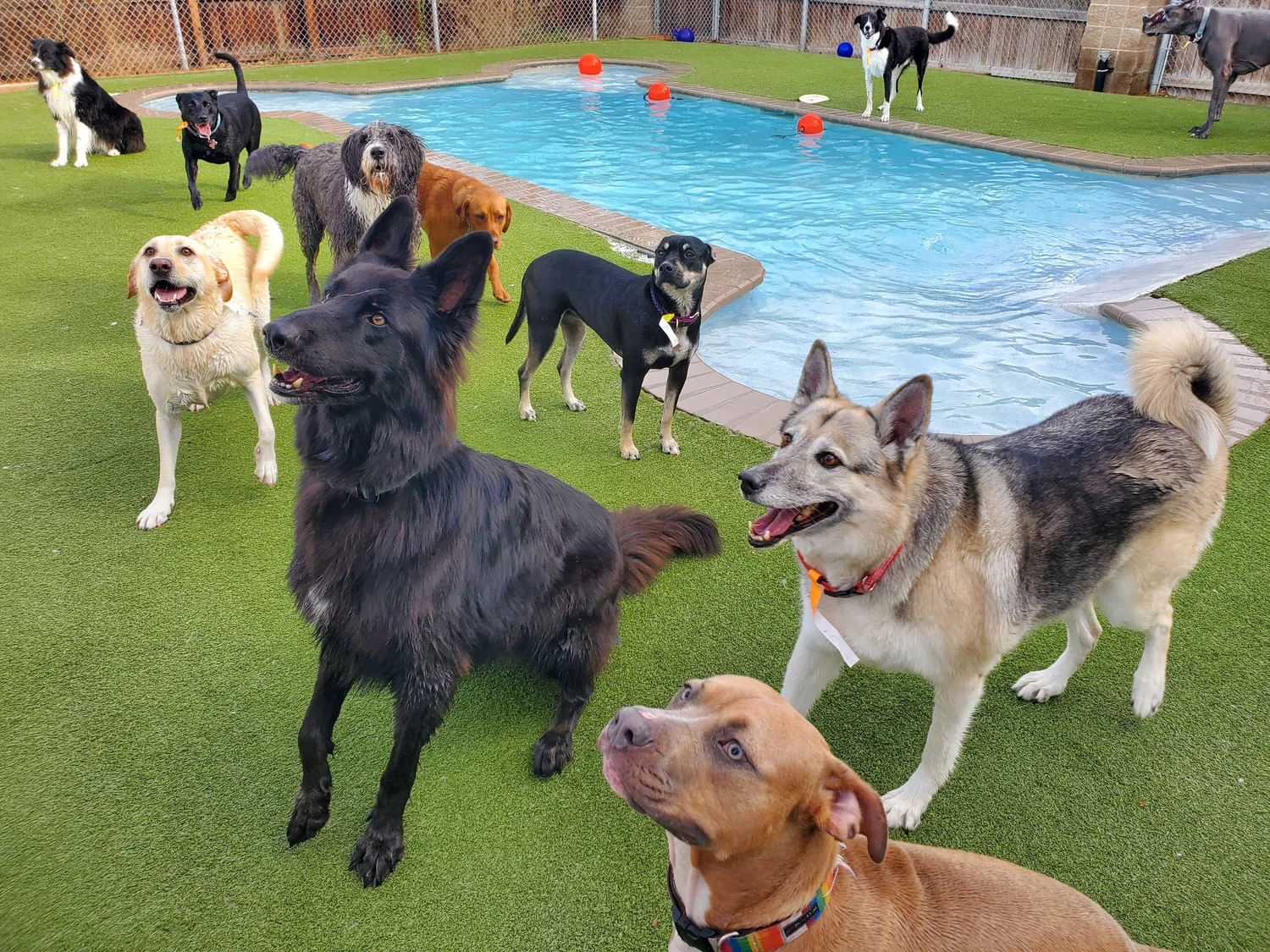 Club Pet Resorts | Your Pet's Adventure Awaits