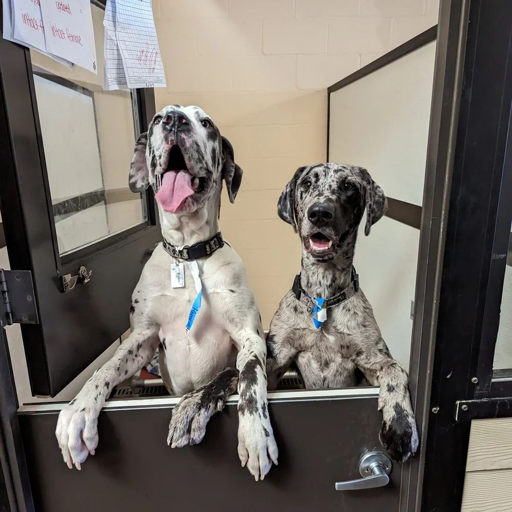 Club Pet Resorts | Your Pet's Adventure Awaits