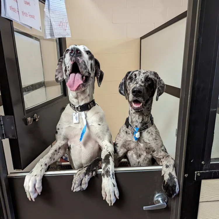Club Pet Resorts | Your Pet's Adventure Awaits