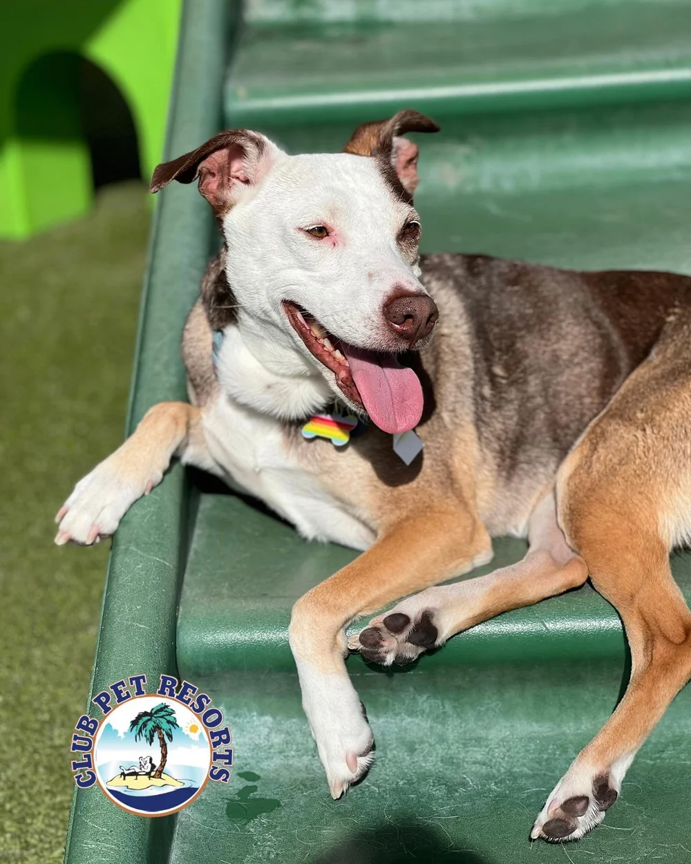 Careers | Join Our Team Now — Club Pet Resorts