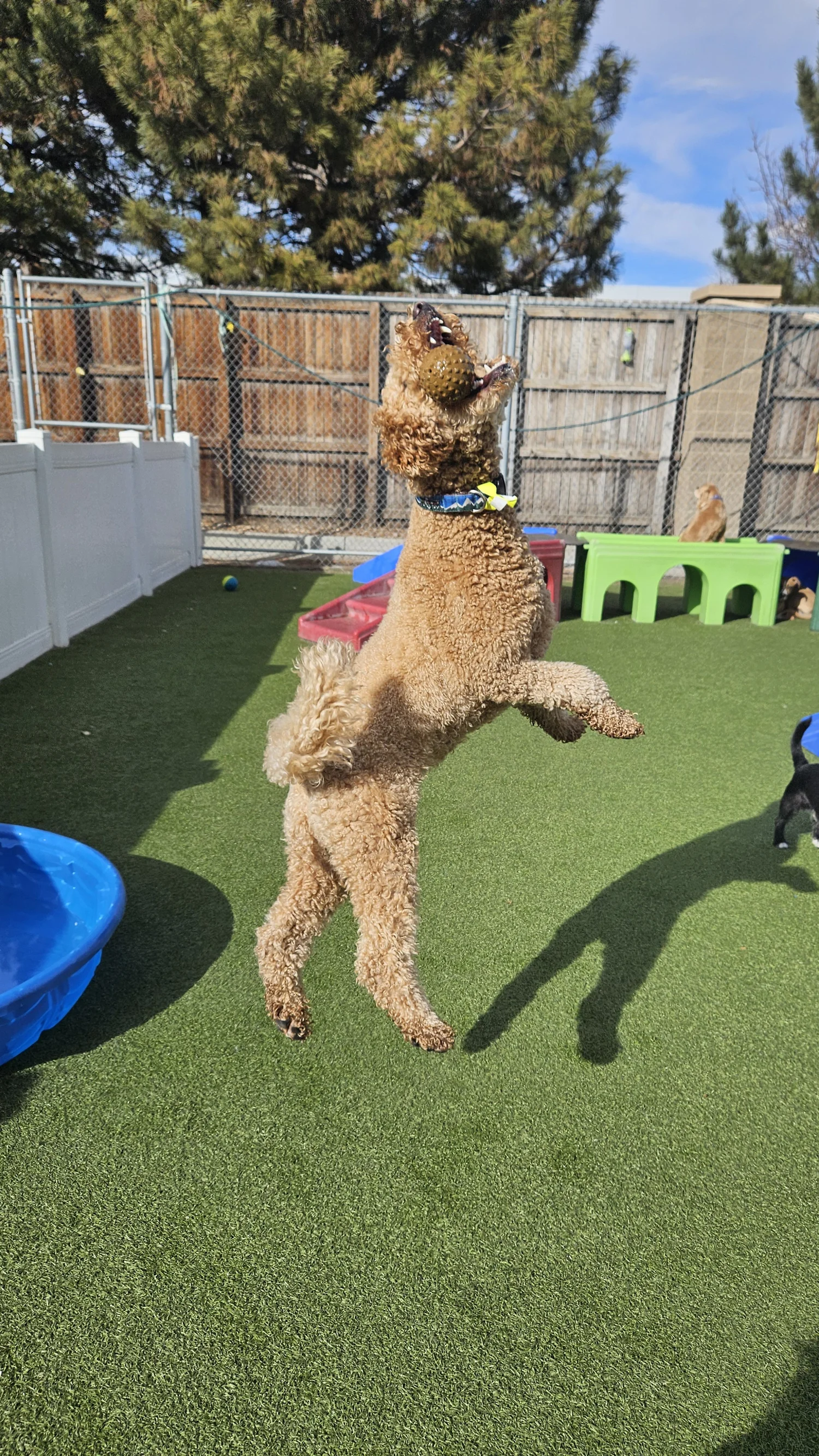 Dog Boarding | Book a Comfortable Stay — Club Pet Resorts