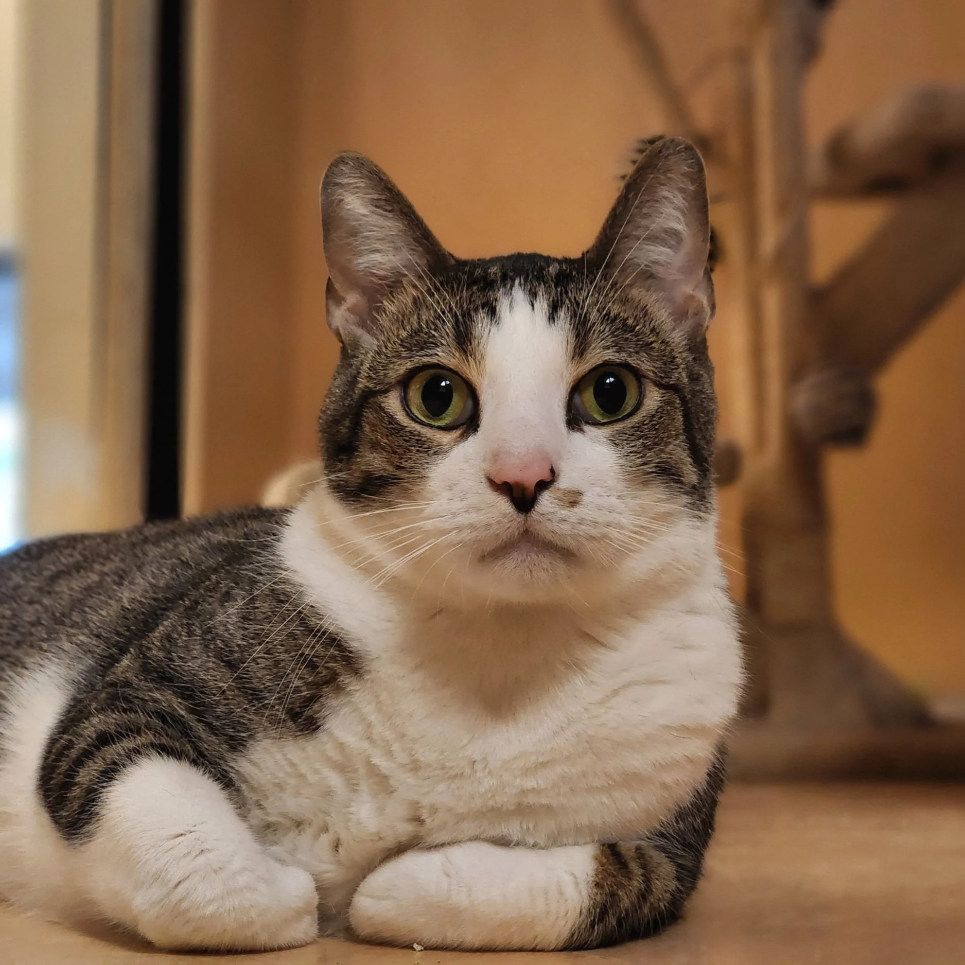 Cat Boarding | Book Your Cat's Stay — Club Pet Resorts