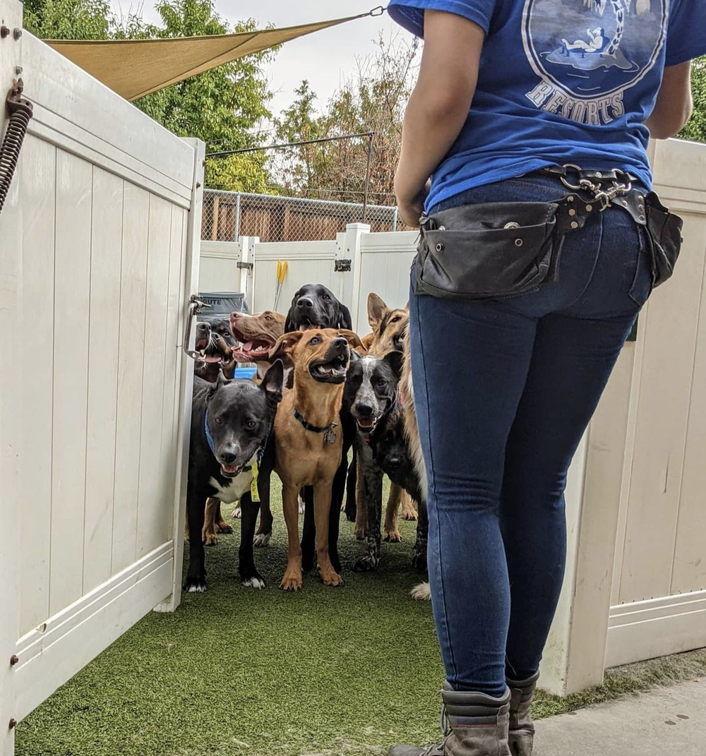 Club Pet Resorts | Your Pet's Adventure Awaits