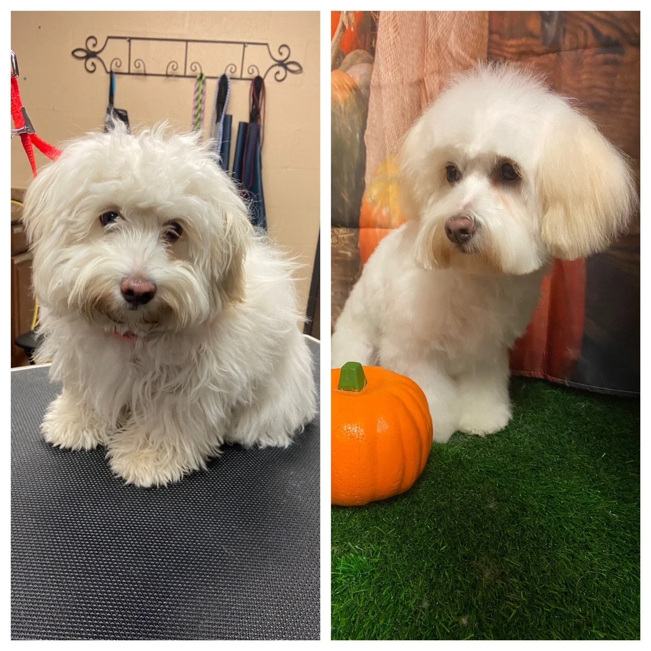 Grooming — Club Pet Resorts