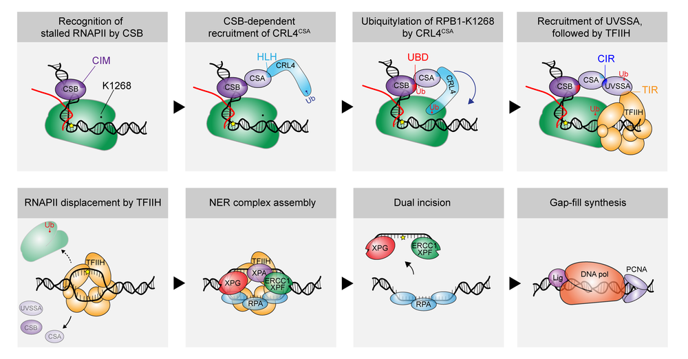 Research-TCR — Luijsterburg lab