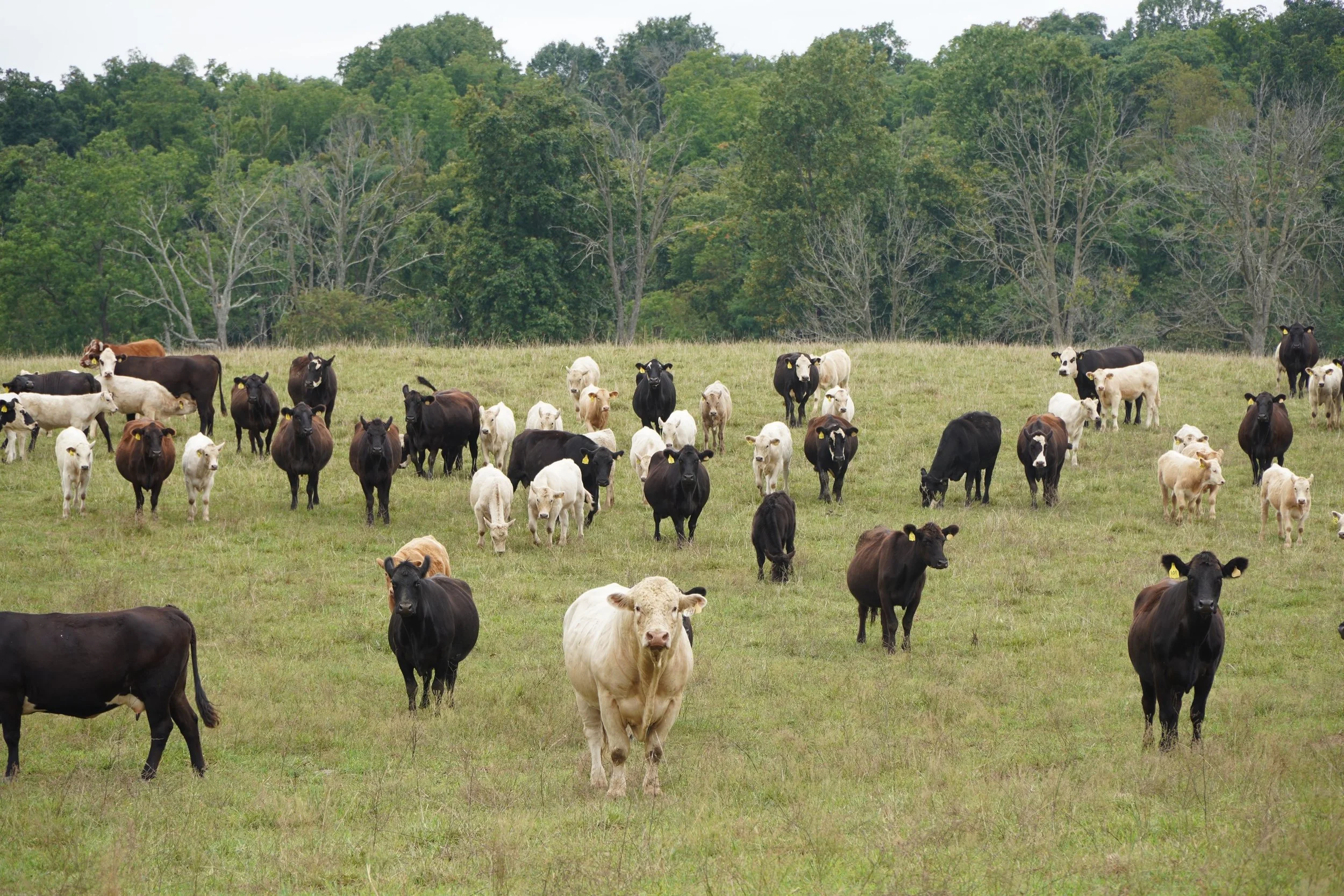 Springdale Farms | Pasture-Raised Beef | Premium Dry-Aged Beef ...