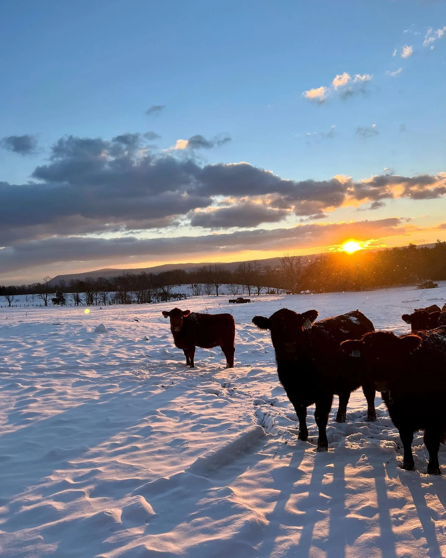 About — Springdale Farms