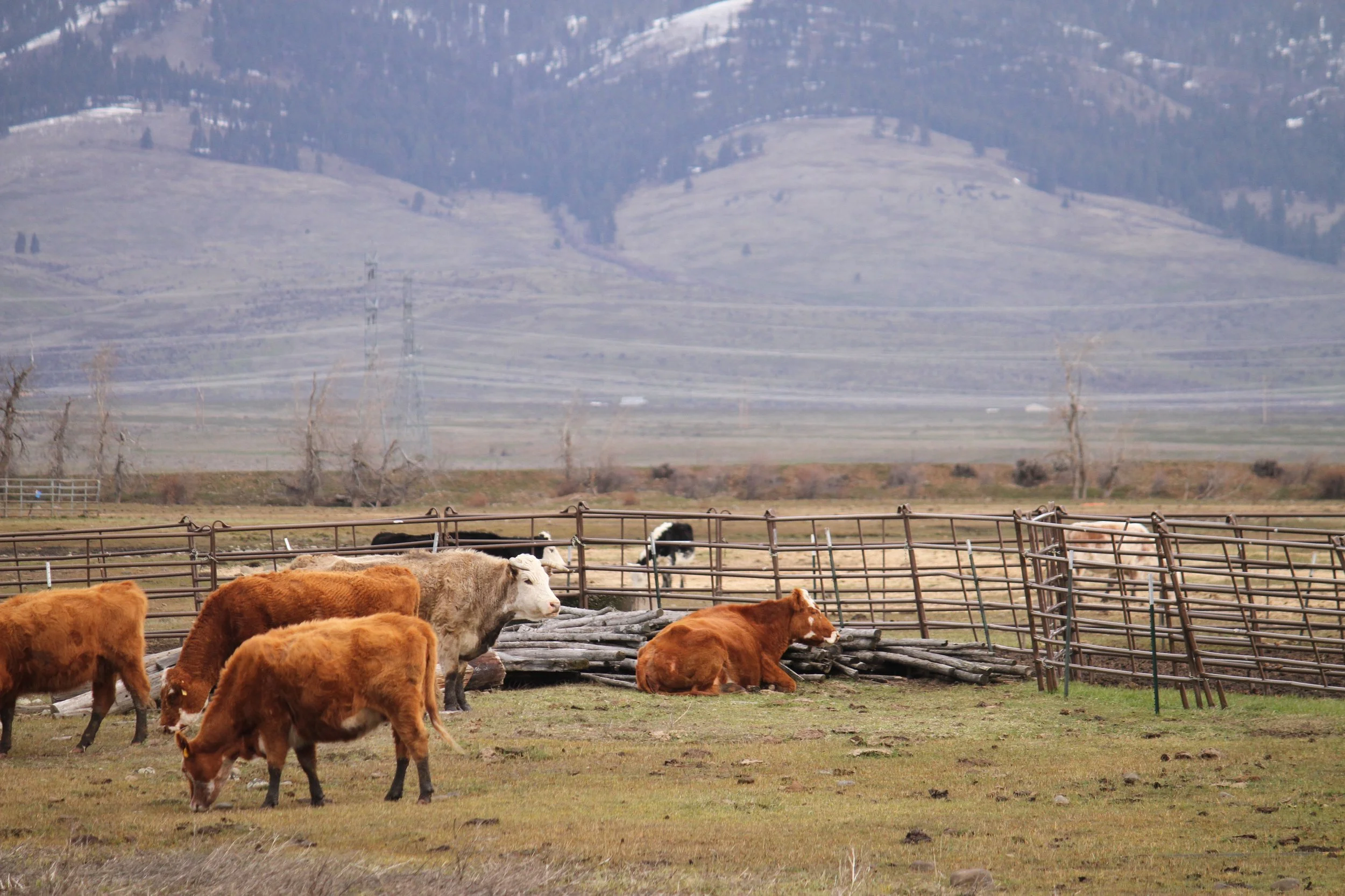 Springdale Farms | Pasture-Raised Beef | Premium Dry-Aged Beef ...