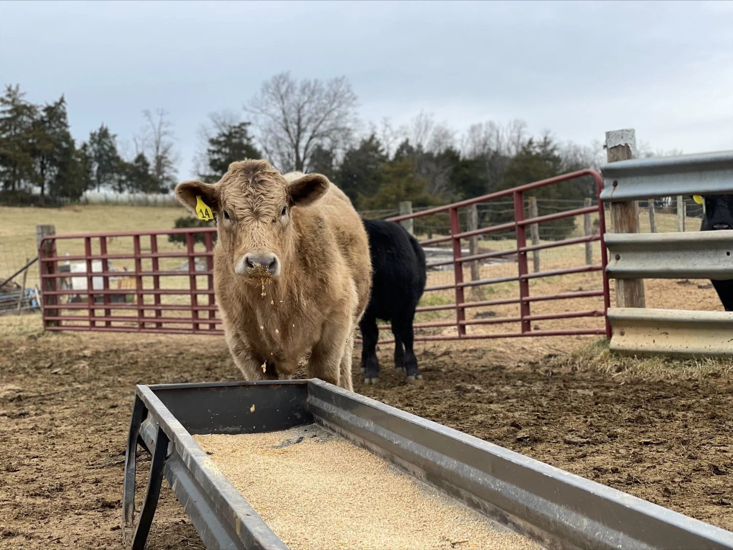 Springdale Farms | Pasture-Raised Beef | Premium Dry-Aged Beef ...