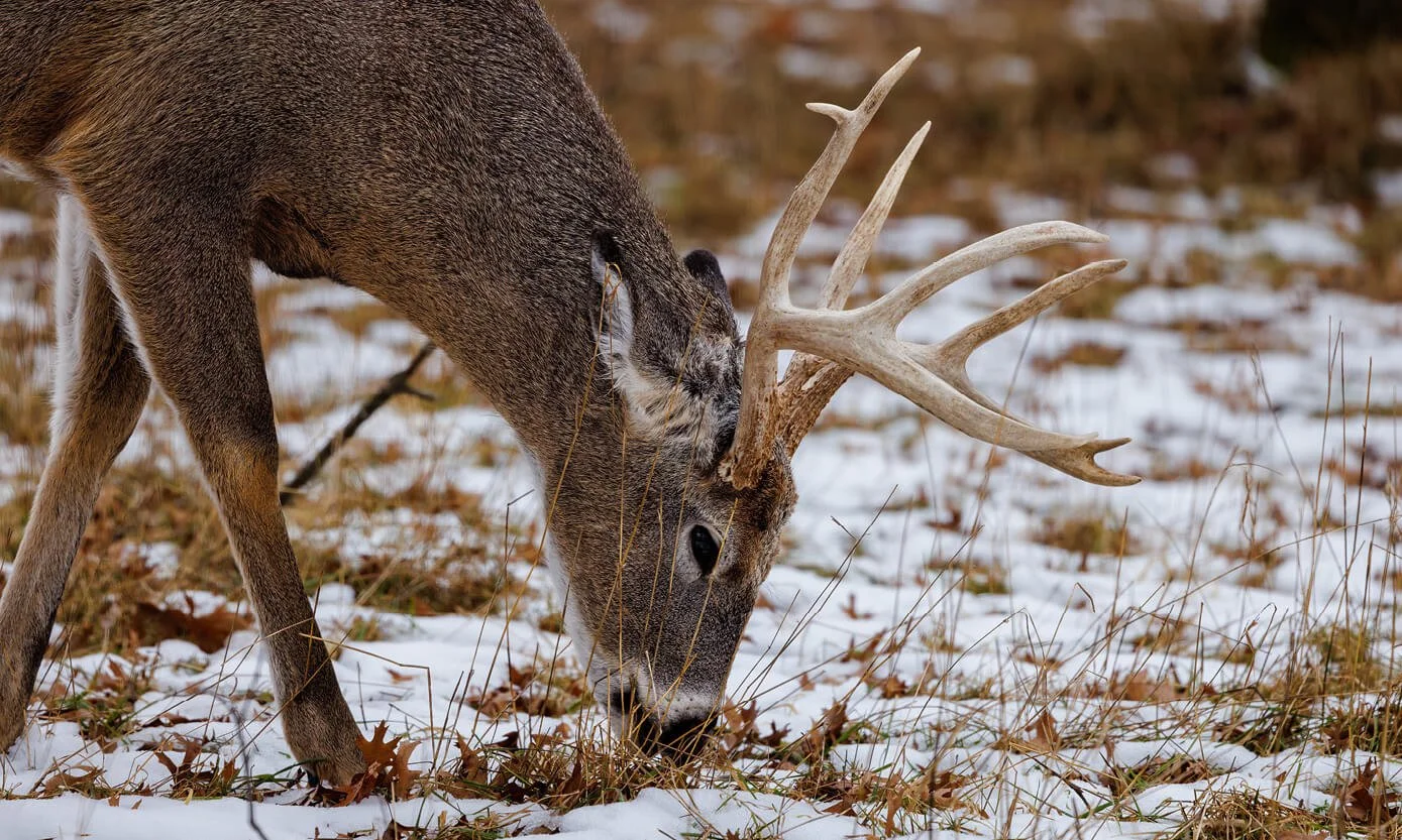Rocky Bluff Outfitters & Lodge