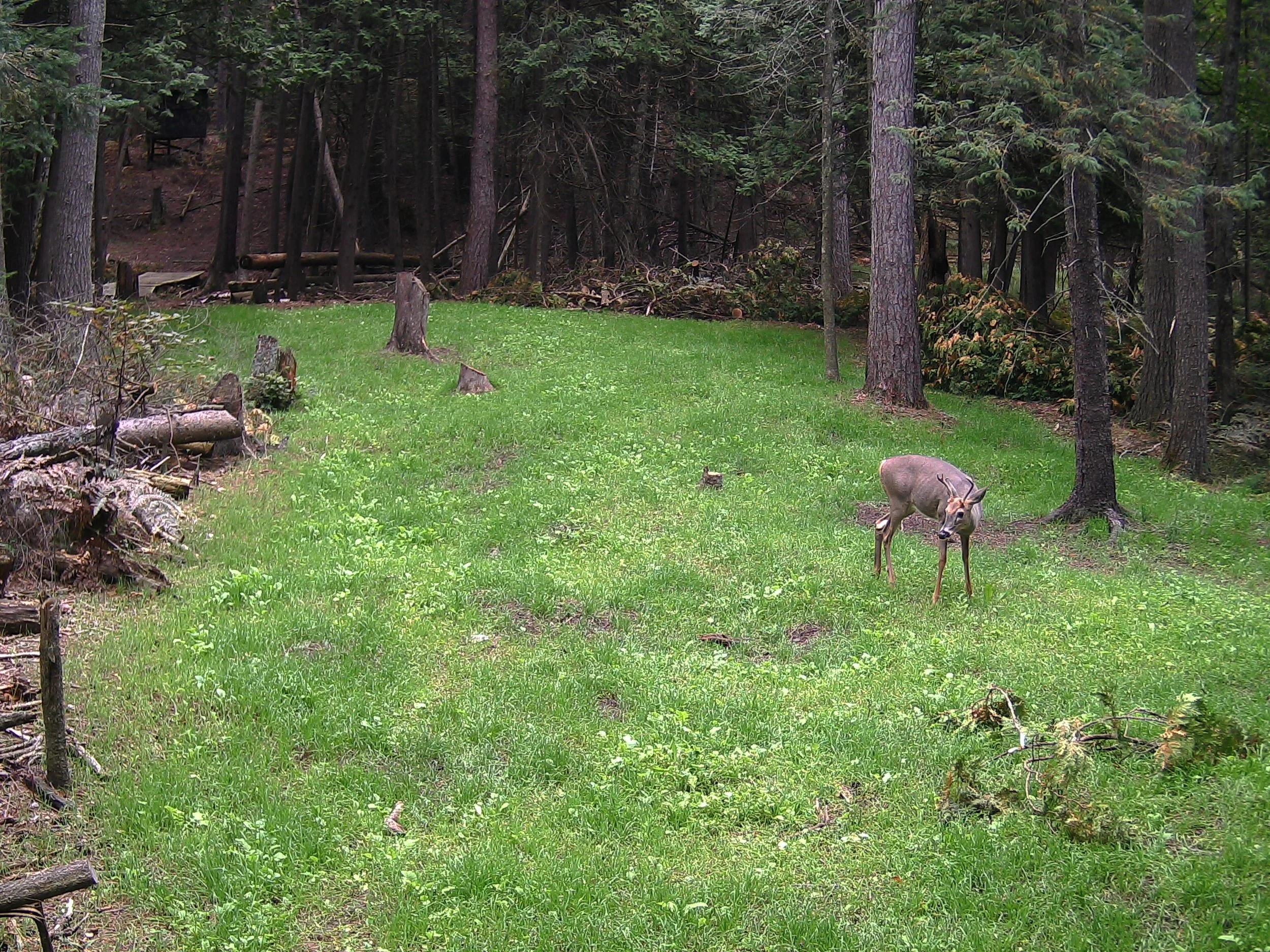 My Favorite Fall Food Plot Mix — Silver Valley Outdoors